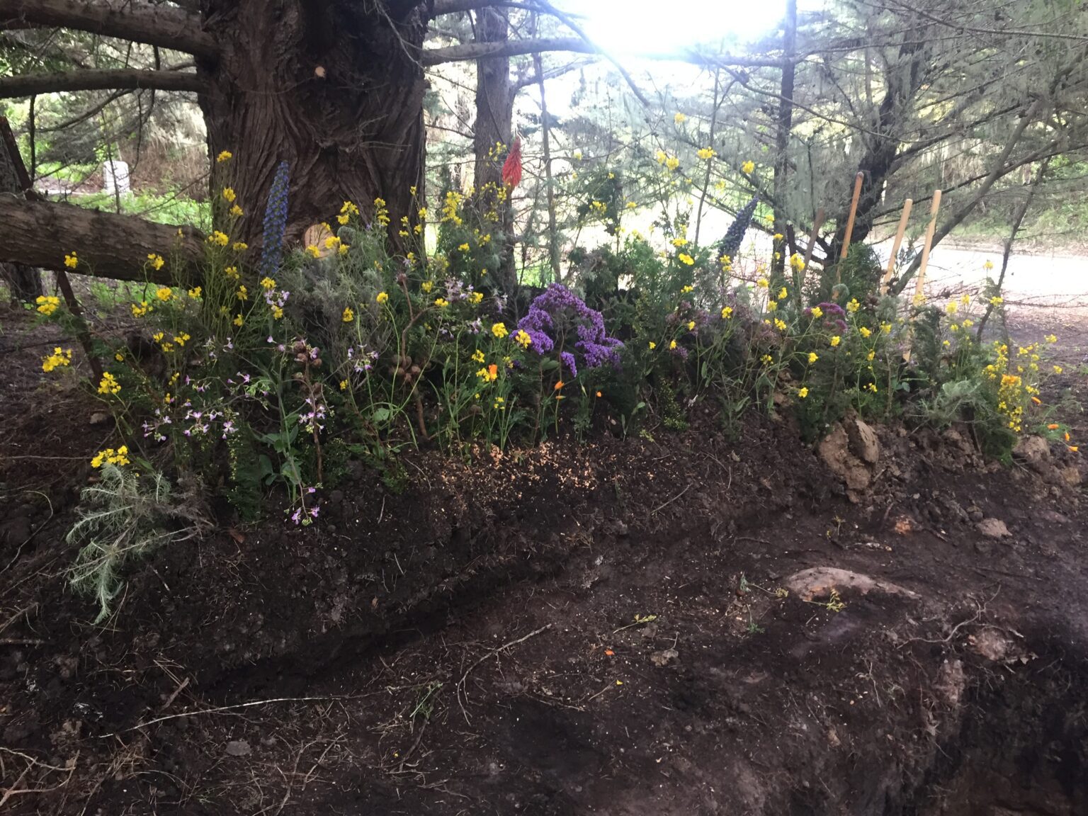 Purissima Cemetery, San Francisco, California - Destination Destiny